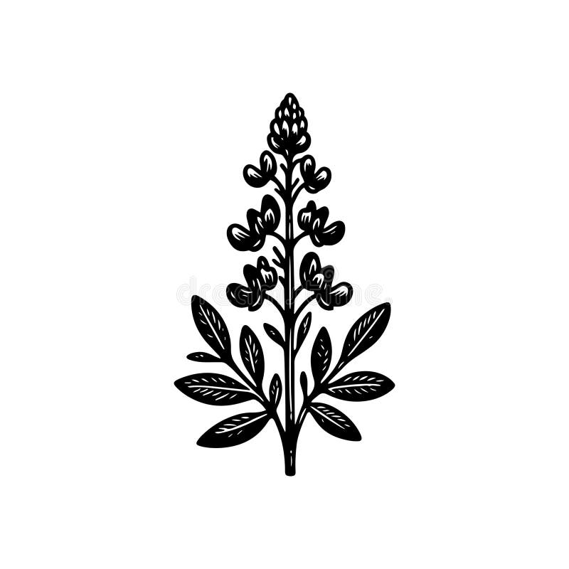 Bluebonnet Flower Front View Vector for Vintage Logo and Retro ...