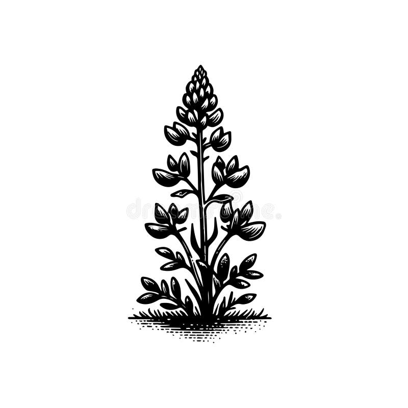 Bluebonnet Flower Front View Vector for Vintage Logo and Retro ...