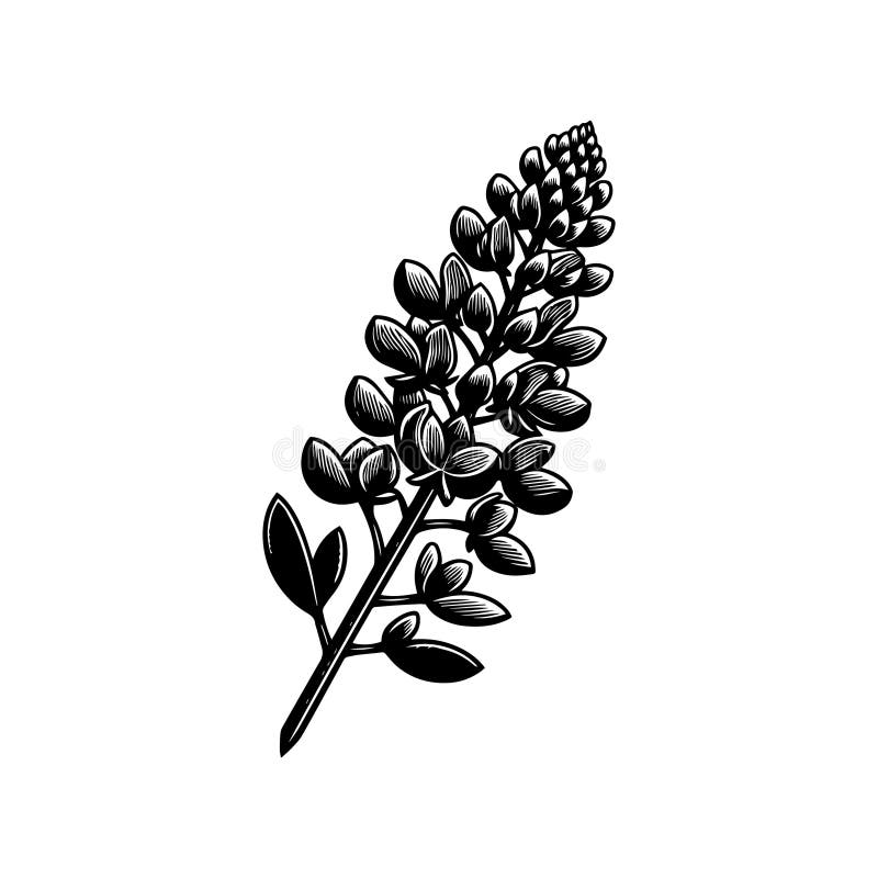 Bluebonnet Flower Front View Vector for Vintage Logo and Retro ...