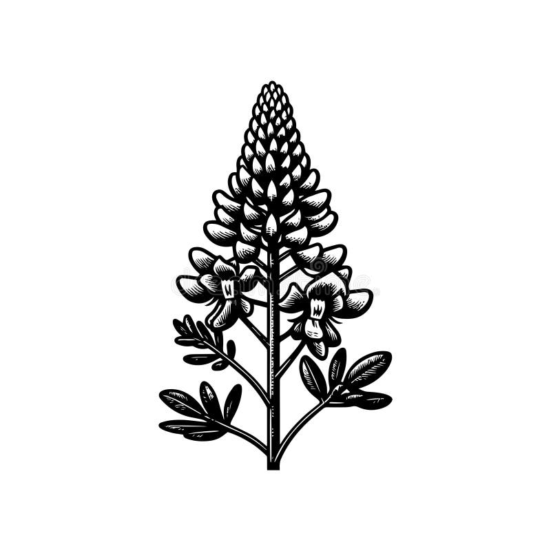 Simple Bluebonnet Flower Front View Vector with Vintage Logo and Retro ...