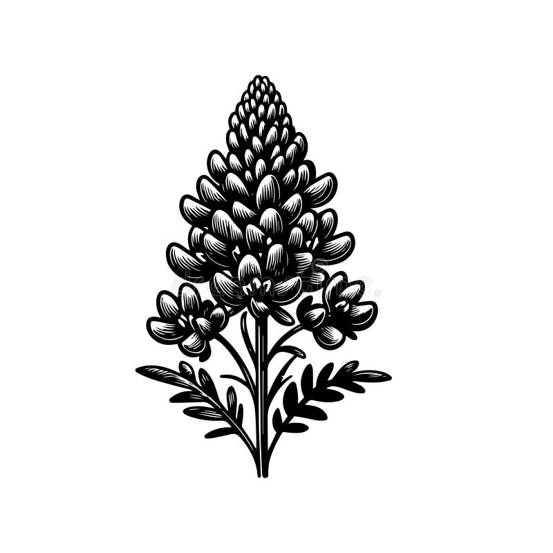 Simple Bluebonnet Flower Front View Vector with Vintage Logo and Retro ...
