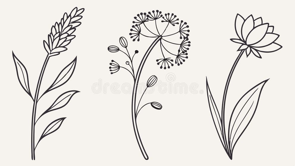 Simple Botanical Elements, Line Art Branches, Natural Decor, Vector ...