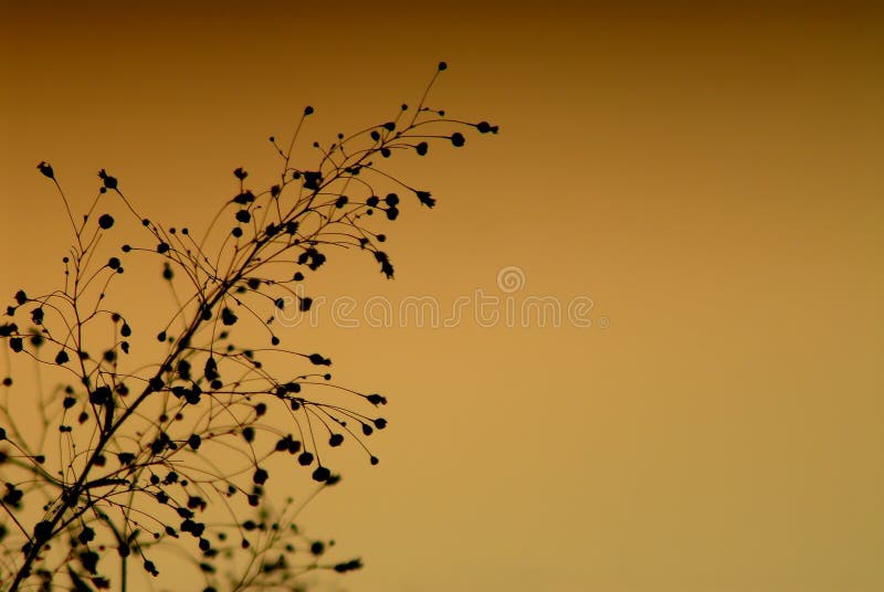 Simple Branch Picture. Image: 2375178