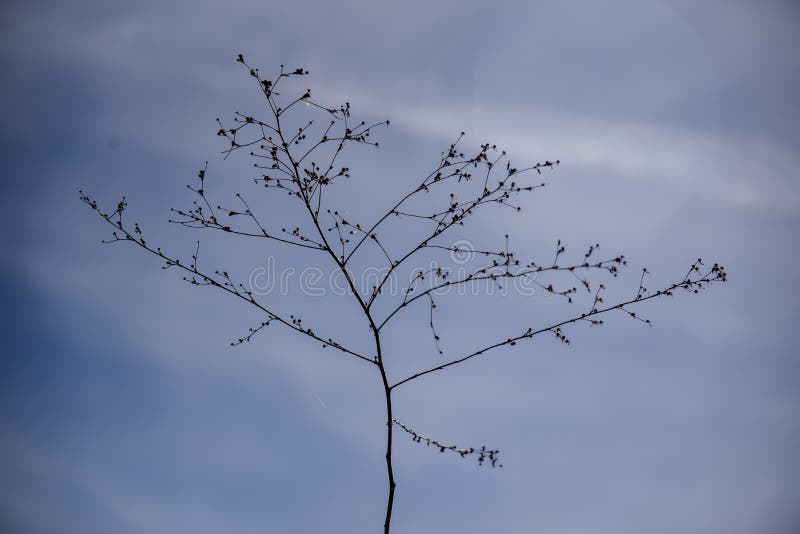Simple Bush On Sky Background Stock Image - Image of fractals, isolated ...