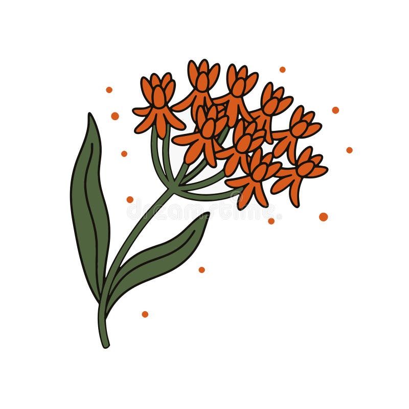 Simple Butterfly Weed Bloom Stock Vector - Illustration of garden ...