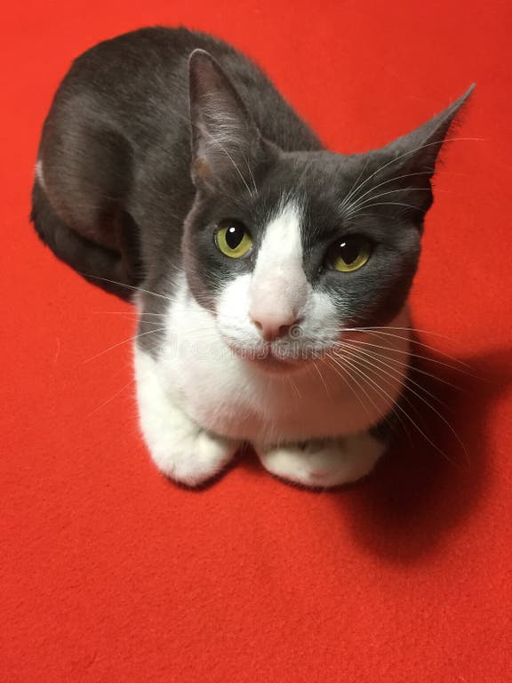 A simple cat whit zoom stock photo. Image of simple - 184712102