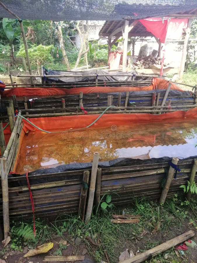 Simple Catfish Pond in the Yard Stock Image - Image of vehicle, river ...