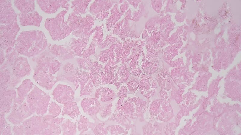 Simple-cell of Egg of Frog Filmed in Static Under Microscope with 400x ...