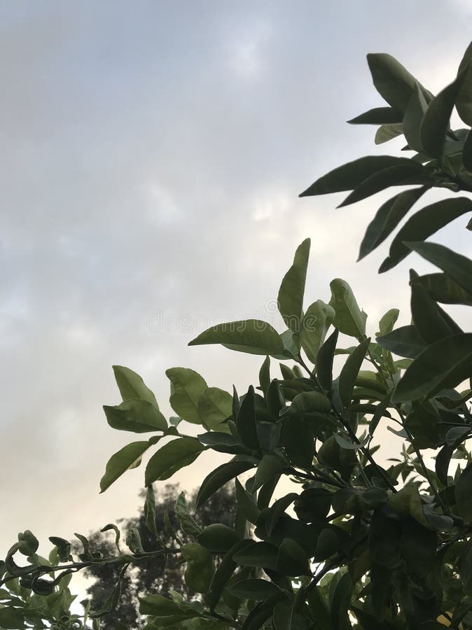 Orange tree stock image. Image of tree, orange, simple - 110116325