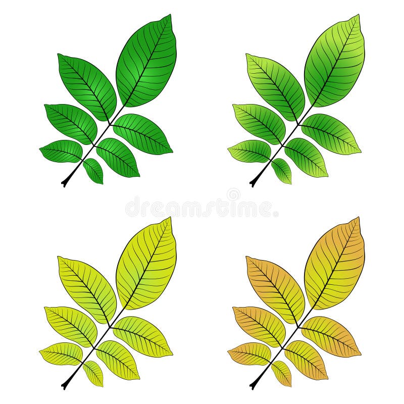 Color Variations Vector Illustration of Walnut Leaf Stock Vector ...