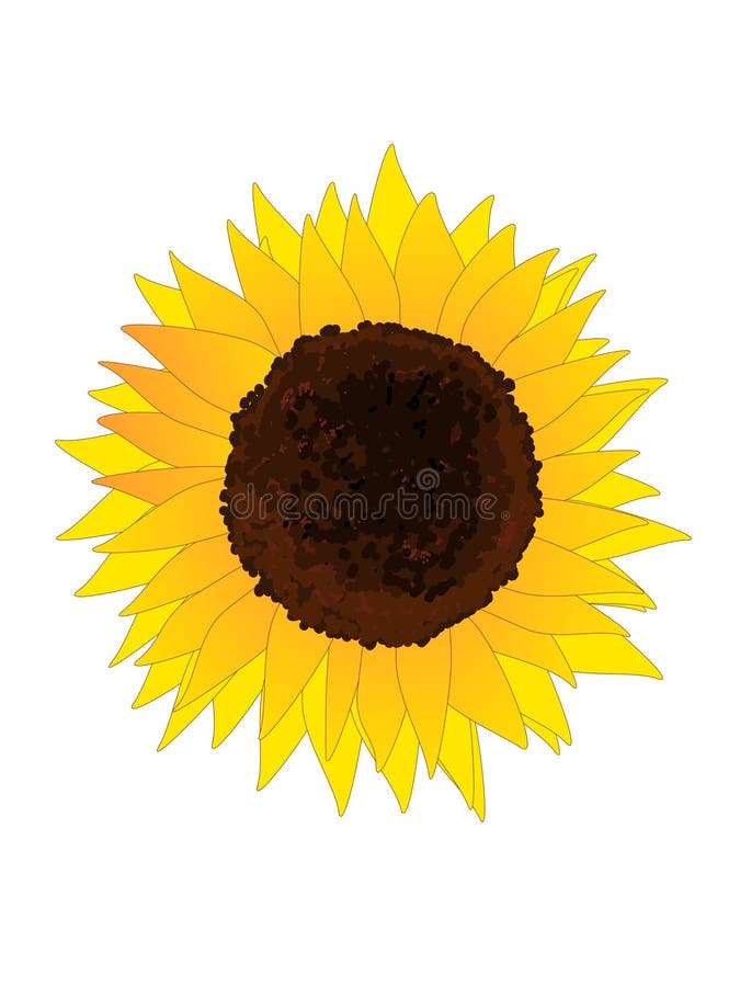 Simple Colorful Sunflower stock illustration. Illustration of floral ...
