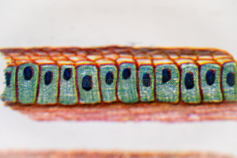 Simple Columnar in an Anatomical Illustration Stock Image - Image of ...