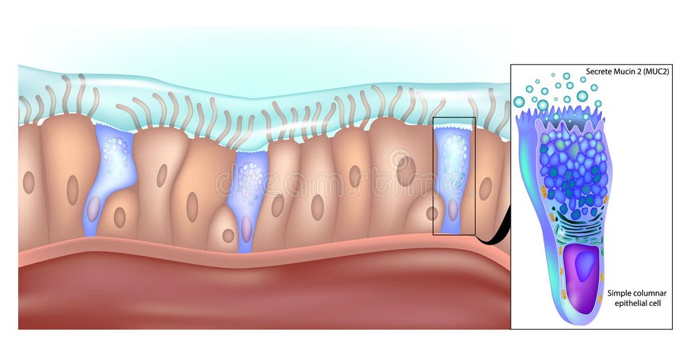 Simple Columnar Epithelial Cells that Secrete Mucin 2 in the Lower ...