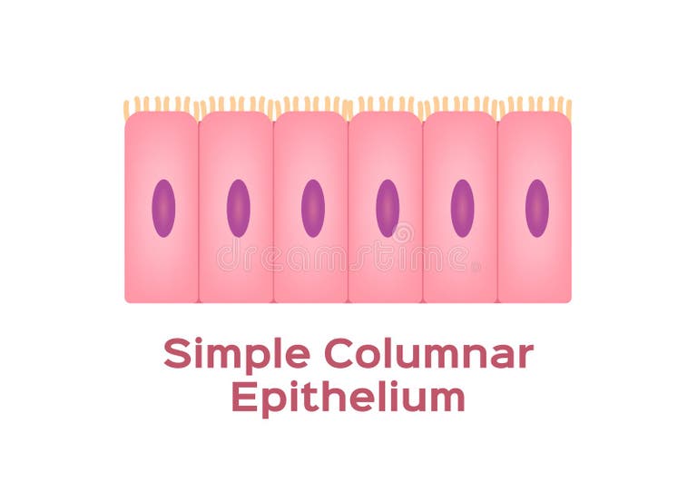 Columnar Epithelium Stock Illustrations – 134 Columnar Epithelium Stock ...
