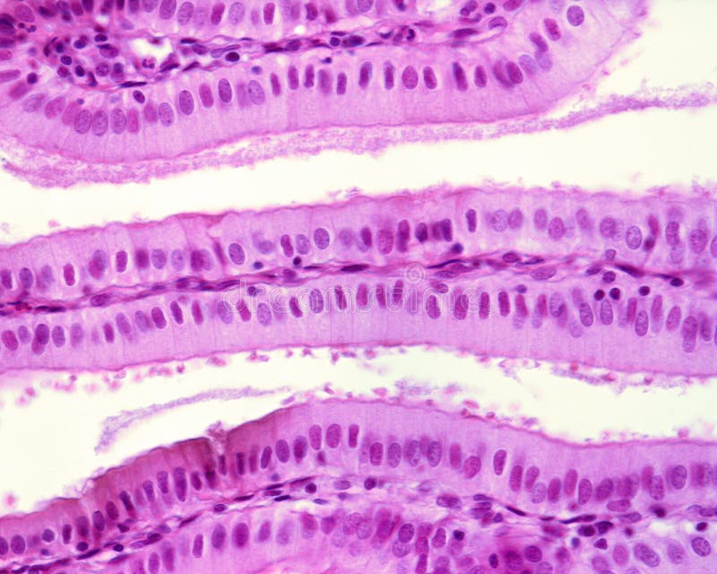Simple columnar epithelium stock photo. Image of epithelium - 324197882