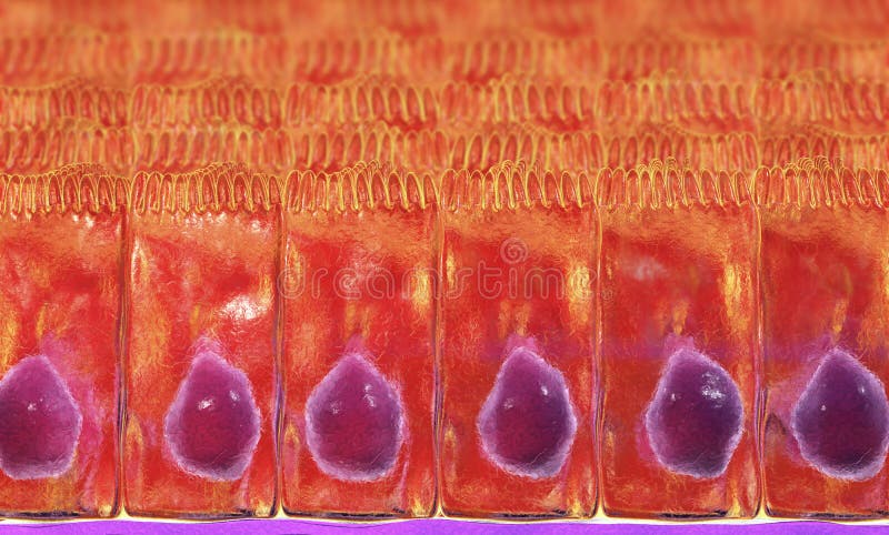 Simple Columnar Epithelium Stock Illustrations – 71 Simple Columnar ...
