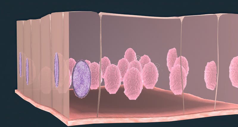 In Humans, Simple Columnar Epithelium Lines Most Organs of the ...