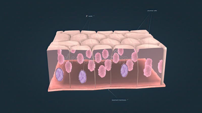 In Humans, Simple Columnar Epithelium Lines Most Organs of the ...