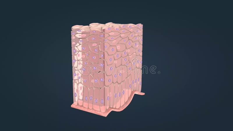 In Humans, Simple Columnar Epithelium Lines Most Organs of the ...