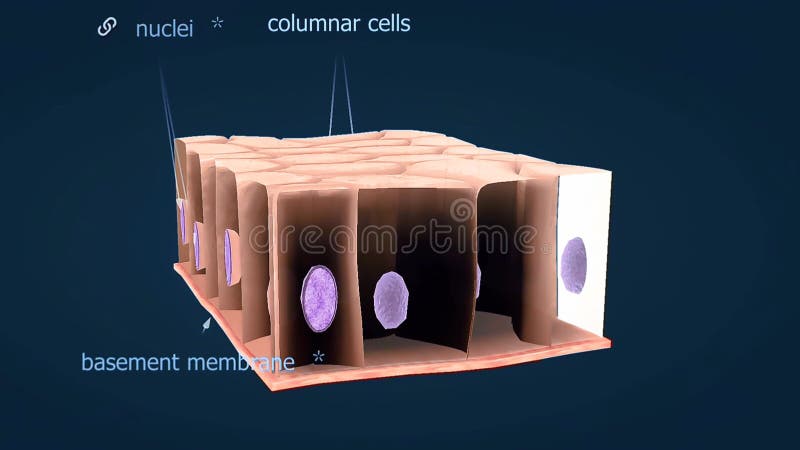 Simple columnar epithelium stock footage. Video of cellular - 341379668