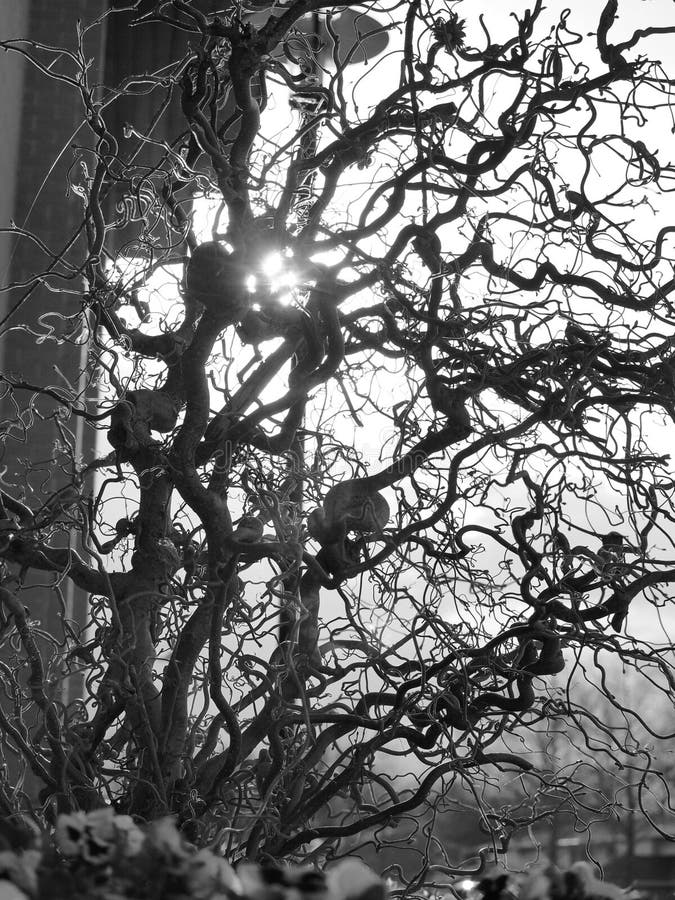 Simple complexity stock image. Image of sunshine, wirey - 89486131