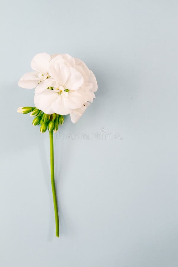 Single Stem of White Geranium Flowers Against a Simple Smooth ...