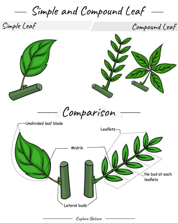 Simple Leaf Compound Leaf Stock Illustrations – 178 Simple Leaf ...