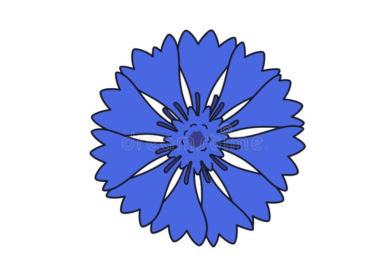 Simple Cornflower Illustration Stock Photo - Illustration of petals ...