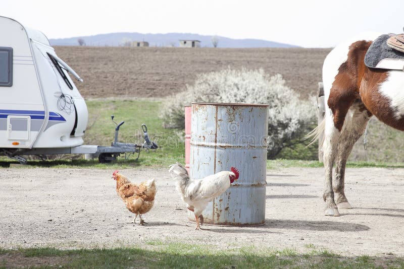 Simple Country Life with Farm Animals Stock Image - Image of barrel ...