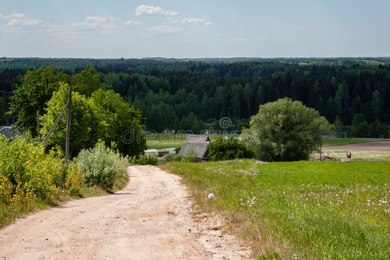 Simple Countryside Forest Road in Perspective Stock Photo - Image of ...