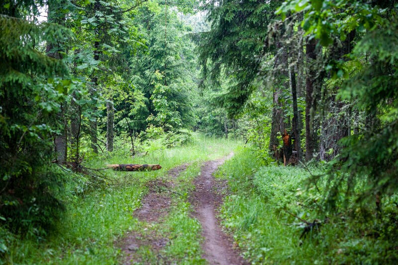 Simple Countryside Forest Road in Perspective Stock Photo - Image of ...