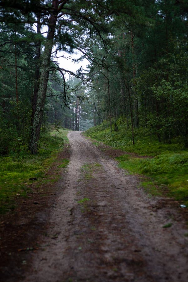 Simple Countryside Forest Road in Perspective Stock Photo - Image of ...