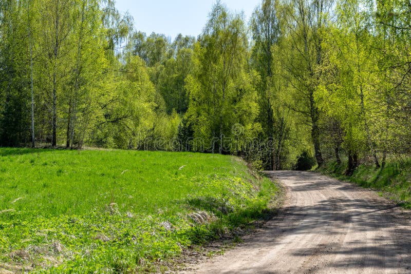 Simple Countryside Forest Road in Perspective Stock Image - Image of ...