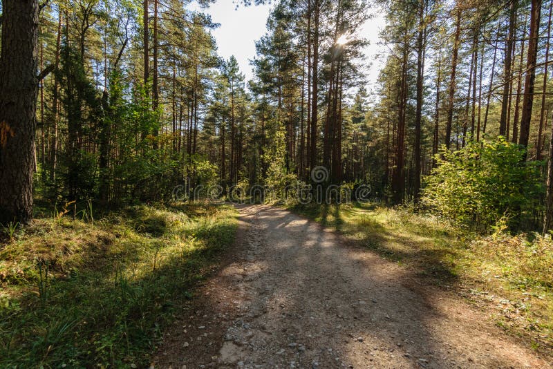 Simple Countryside Forest Road in Perspective Stock Image - Image of ...