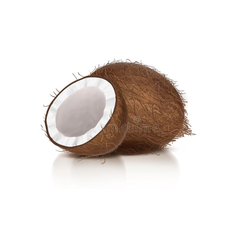Simple Creative Coconut Illustration Minimal Art Design Stock ...