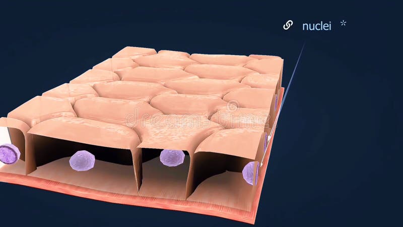 Simple cuboidal epithelium stock footage. Video of kidney - 341379792