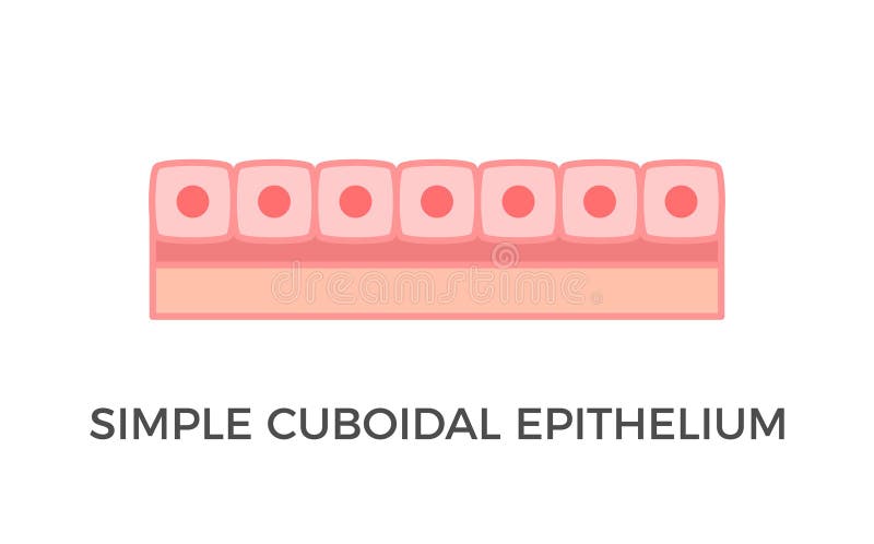 Simple Cuboidal Epithelium. Epithelial Tissue Types. Stock Vector ...