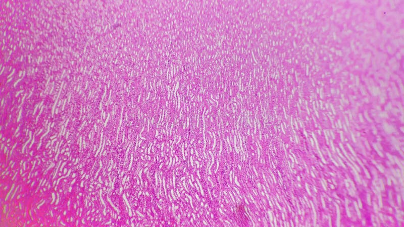 Simple Cuboidal Epithelium of the Human in High Magnification 40x Under ...