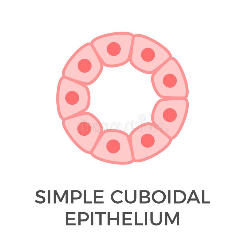 Simple Cuboidal Epithelium. Epithelial Tissue Types. Stock Vector ...
