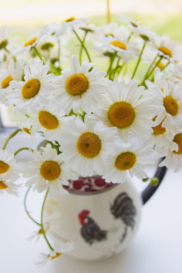 Simple Cute Daisy Bouqet Summer Day Bright Stock Photo - Image of ...