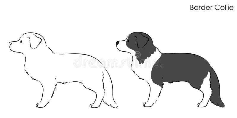 Simple and Cute Hand Drawn Line Art Illustration of Border Collie in ...