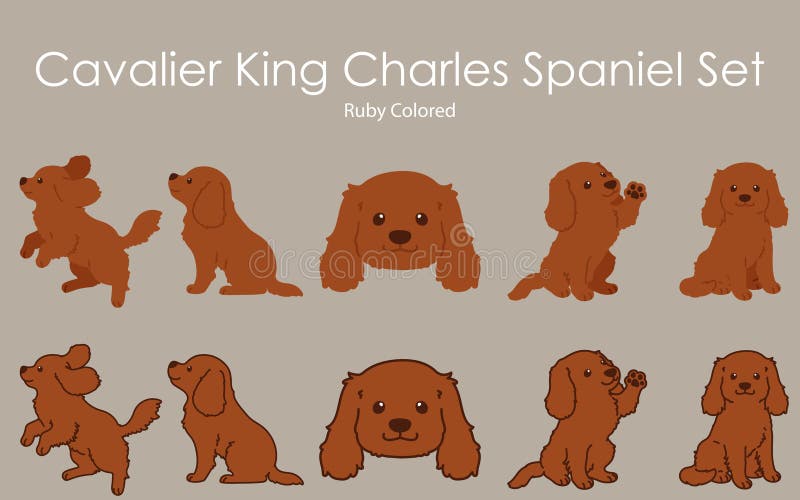 Simple and Cute Ruby Colored Cavalier King Charles Spaniel ...