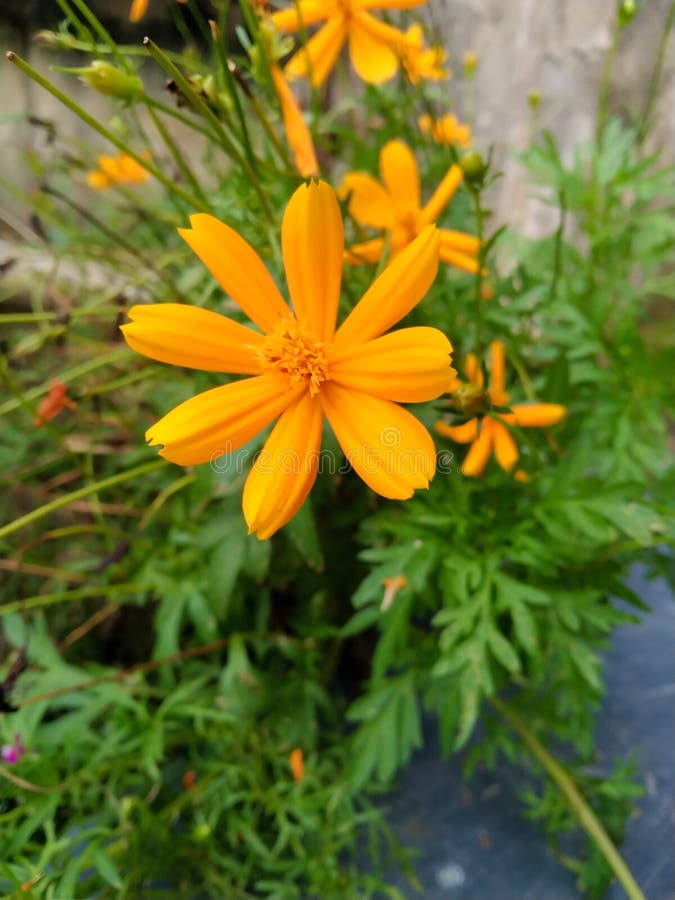 Simple, cute, wait, time stock photo. Image of simple - 290612666