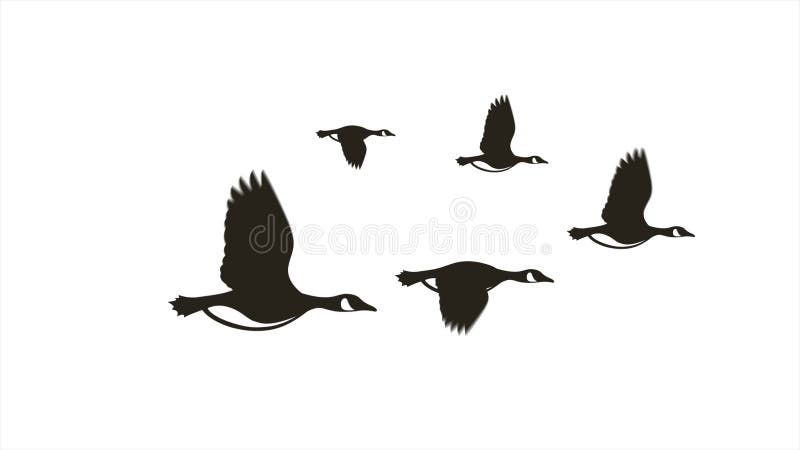 Simple 2d Motion Graphic Flying Geese Goose in V Formation Stock Video ...