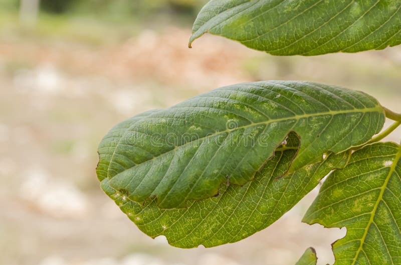 Simple Leaf stock image. Image of midrib, simple, adaxial - 287197859