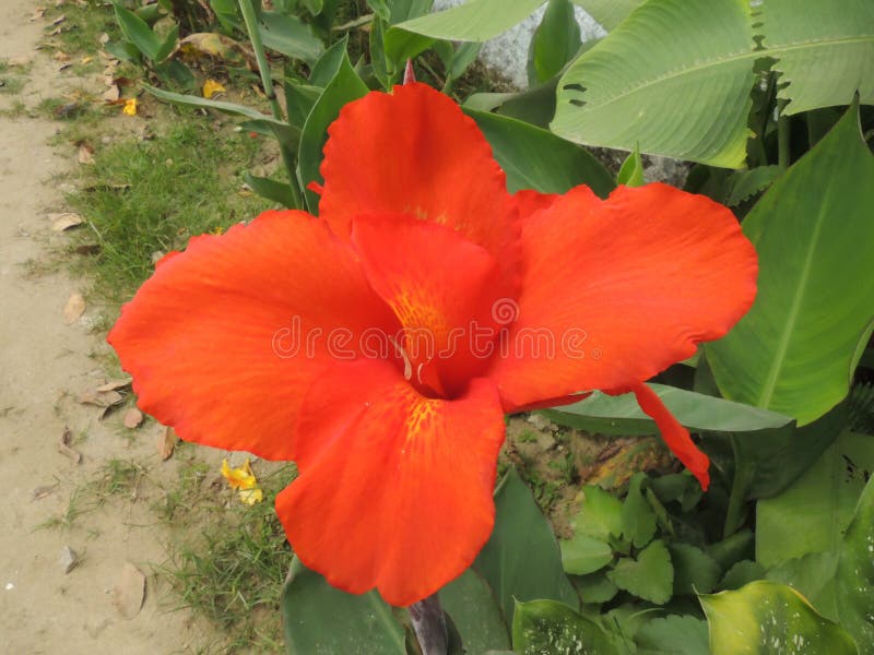 A simple red flower stock image. Image of garden, flower - 190562795