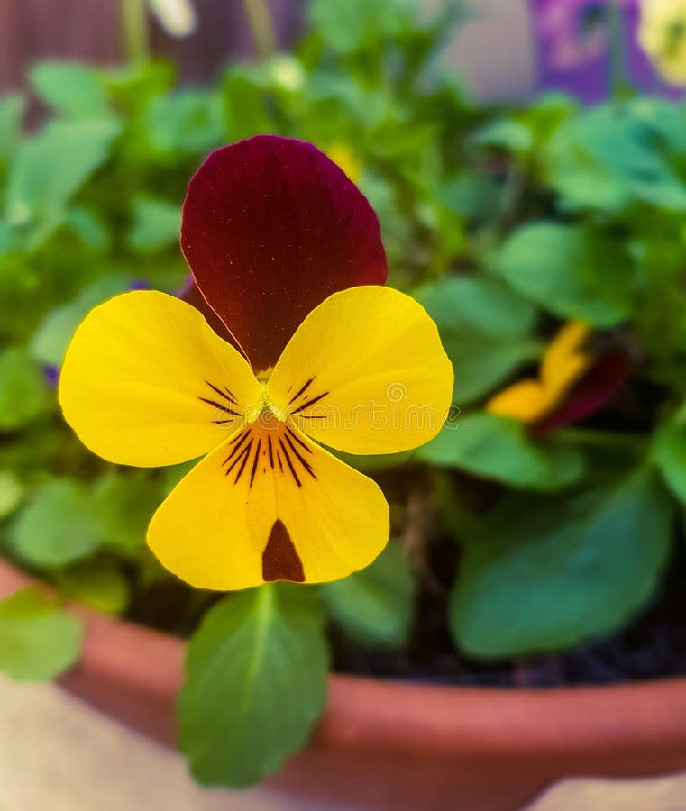 Simple Delicate Yellow Flower with Velvet Finish Stock Photo - Image of ...