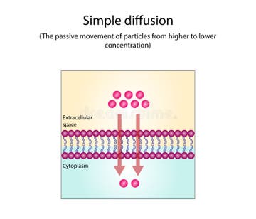 Passive Transport. Simple Diffusion and Facilitated Diffusion through a ...