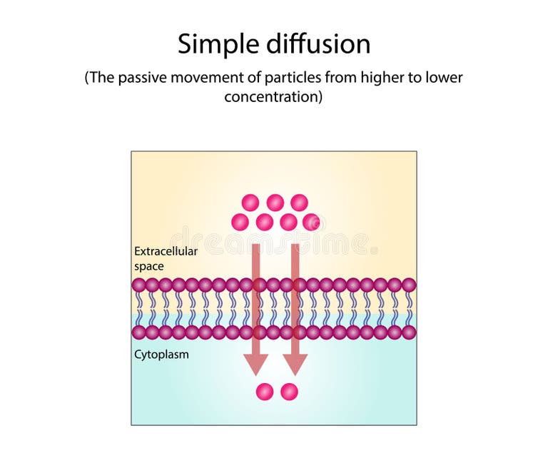 Simple Diffusion Cell Stock Illustrations – 62 Simple Diffusion Cell ...
