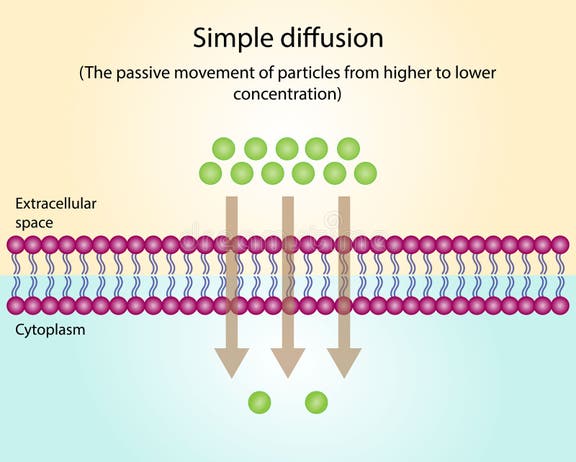 Simple Diffusion Cell Stock Illustrations – 53 Simple Diffusion Cell ...